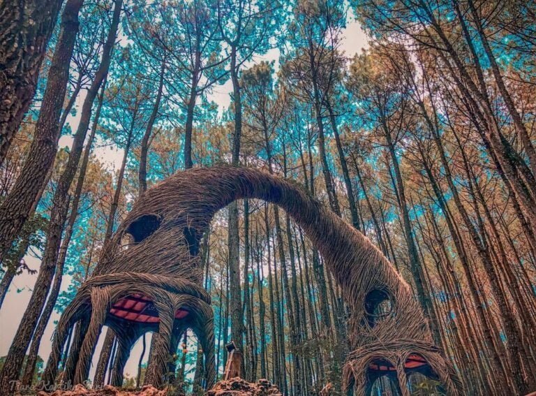 Hutan Pinus Pengger, Indahnya Pemandangan Jogja Dipadukan Dengan ...